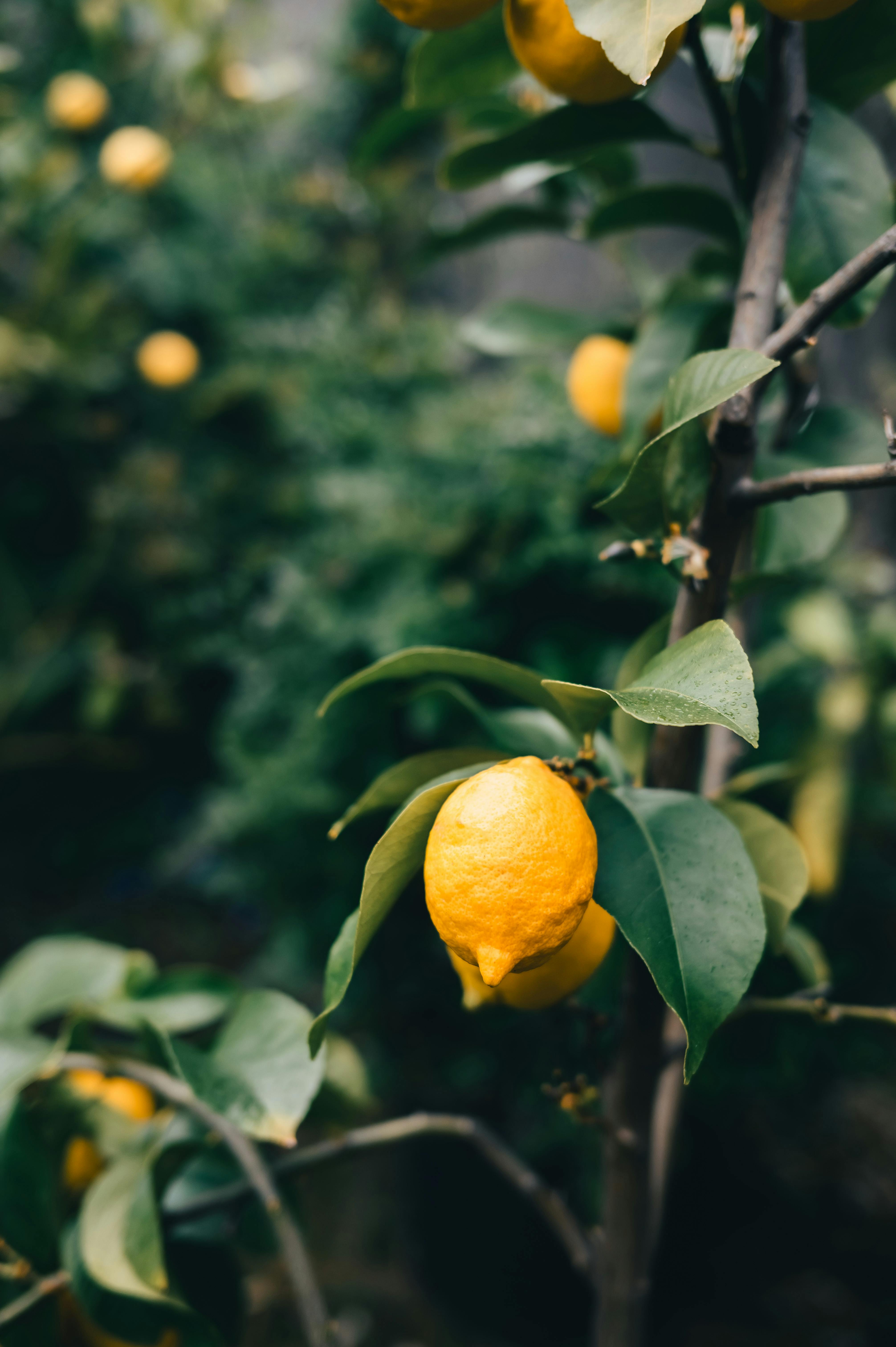 Lemon Tree – Wholesale Candle Jars